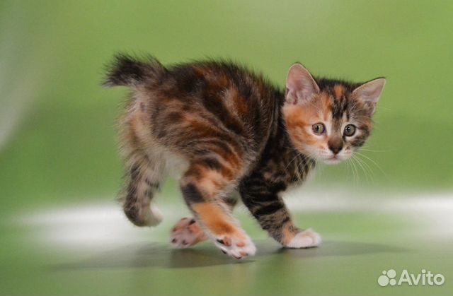 Котёнок курильского бобтейла
