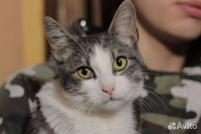 Маленькой кошечке нужен дом