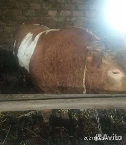 Быки на мясо