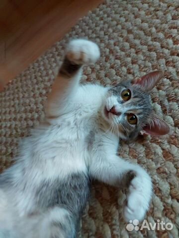 Котята в добрые руки бесплатно 2,5 месяца девочка