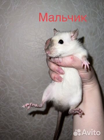 Сиамская крыса