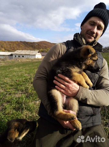 Продаются щенки немецкой овчарки. 3 девочки и 3 ма