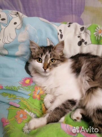 Кошечка