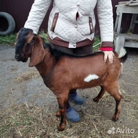 Козел нуби - битал