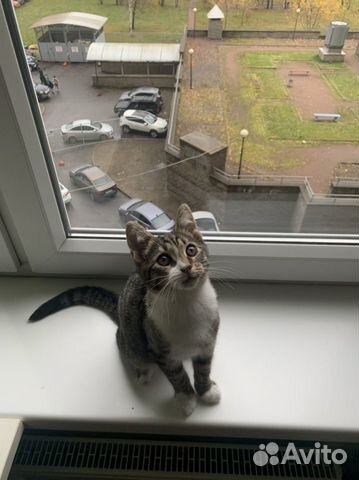 Котёнок Амур в добрые руки