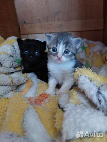 Котята
