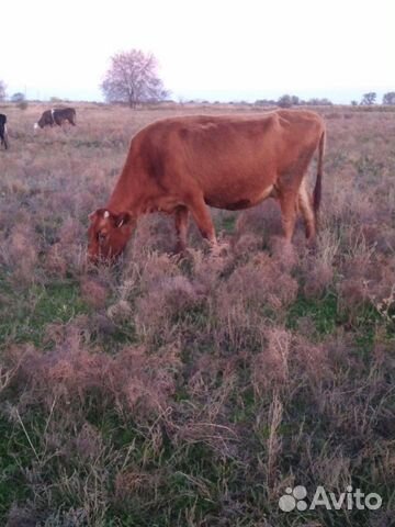 Коровы стельные