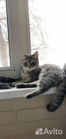 Британская кошка