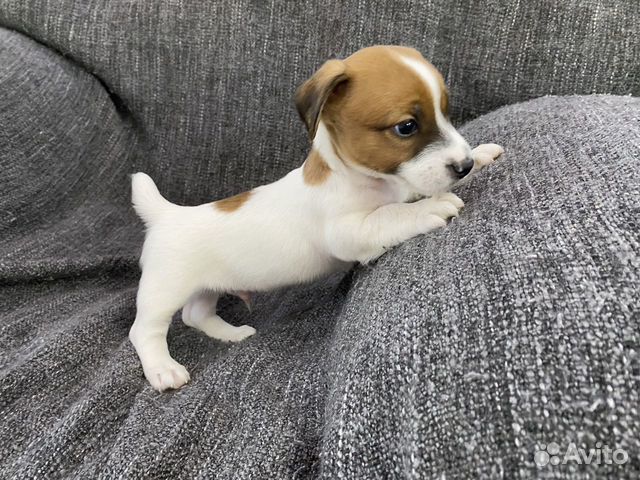 Продам щенков породы Джек Рассел терьер