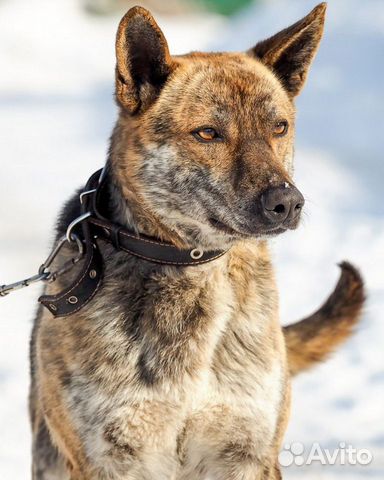 Жизнерадостный Дружок ищет дом