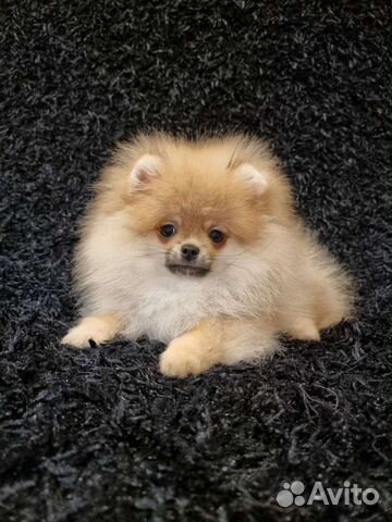 Милашка Сьюзи