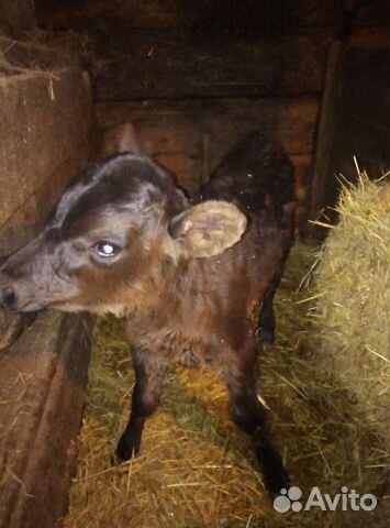 Продаётся телёнок