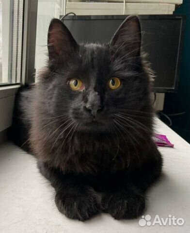 Черный Барон в активном поиске