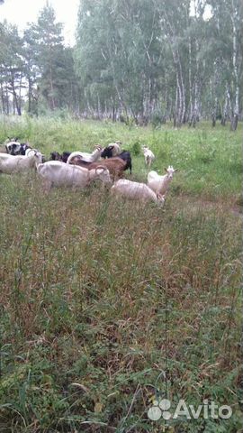 Козлята 5 мес