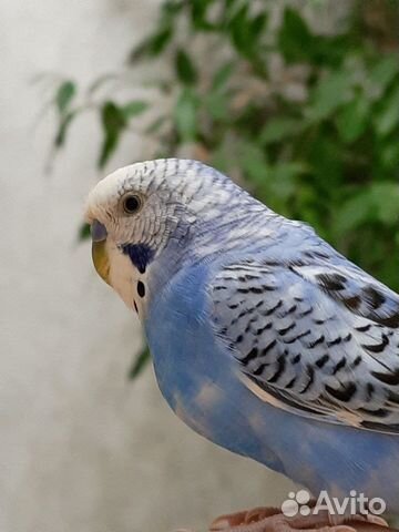 Волнистый попугай самец с клеткой