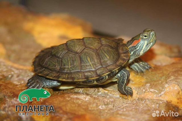 2 красноухие черепахи