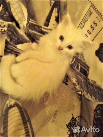 Котенок-полуперс