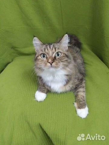 Кошка Моня стерилизована 2 года