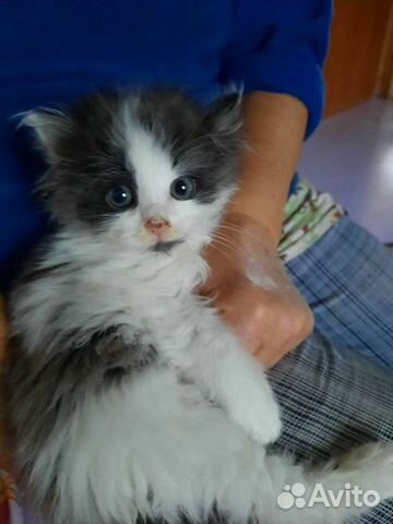 Воспитанный и ласковый кот, возраст 1,5 мес