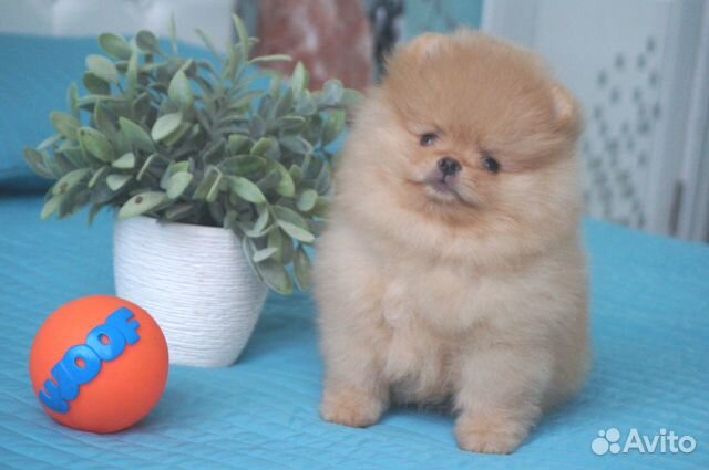 Мальчик цвергшпиц с документами