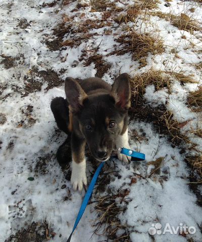 Щеночек Герта в добрые руки