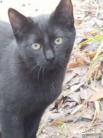 Котята в лесу