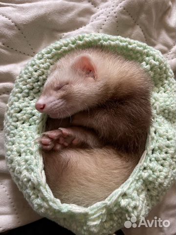 Хорек белый