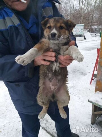 Милый пушистик бесплатно