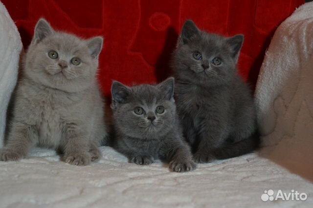 Красивые британцы