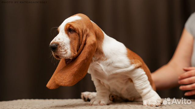 Девочка бассет хаунд