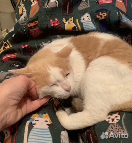 Остротевшая ласковая кошка Катя ищет дом