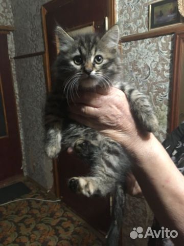 Ну очень красивый котёнок в добрые ручки