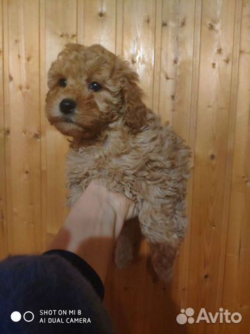 Малый пудель (средний)
