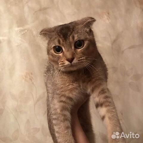 Абиссинская вислоухая кошка