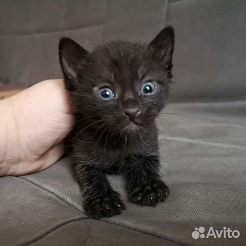 Котенок черный мальчик