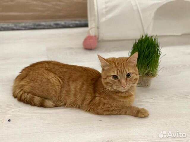 Кот молодой бесплатно