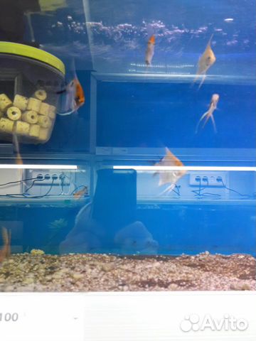 Скалярии разных видов