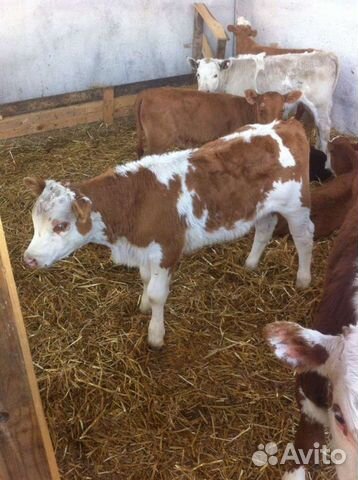 Телята 3-7мес