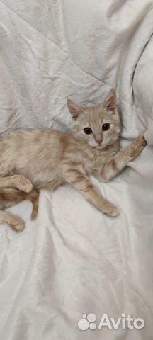 Рыже-беленький котенок