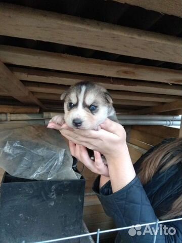 Щенки сибирской хаски