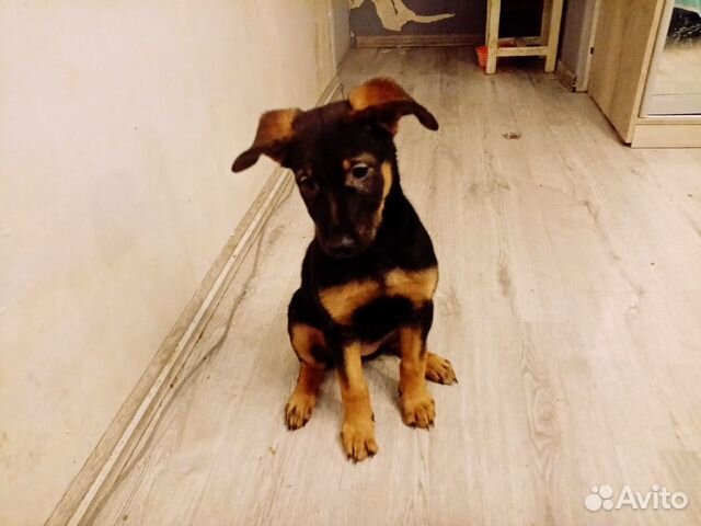 Милый домашний щенок ищет дом