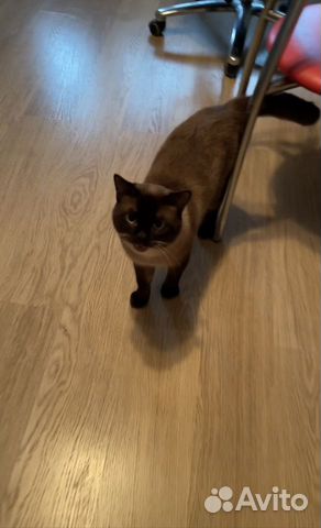 Потерялся кот