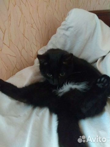 Кошечка в добрые руки