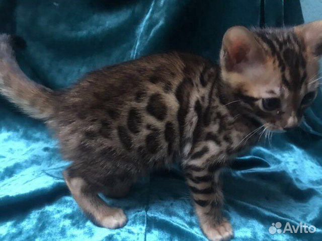 Бенгальские котята