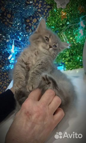 Пушистая голубая крошка 1.5 месяца в дар