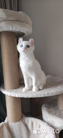 Американский керл