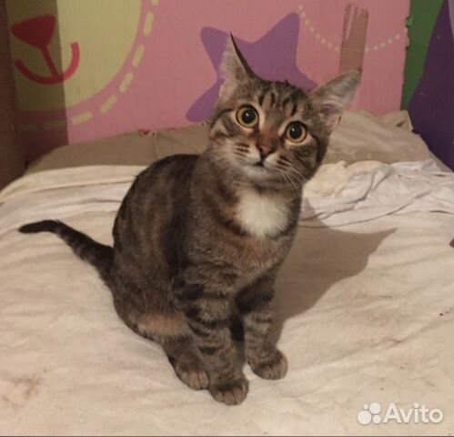 Малышка Сима 4 мес