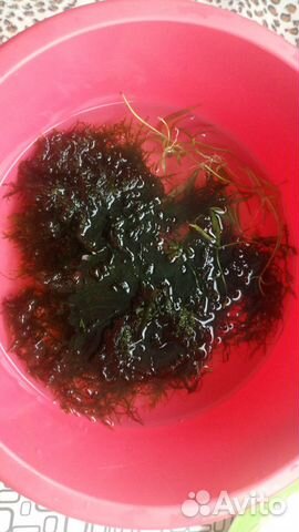 Мох аквариумный