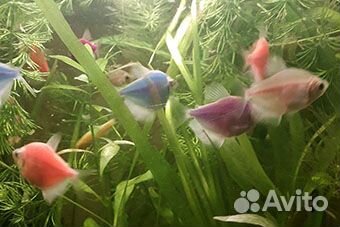 Тернеции гло (обмен)