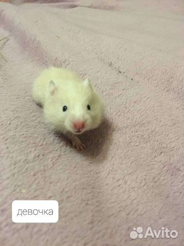 Сирийский хомяк